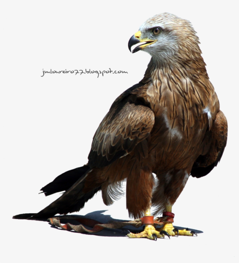 Agila Bird PNG Image | Transparent PNG Free Download on SeekPNG