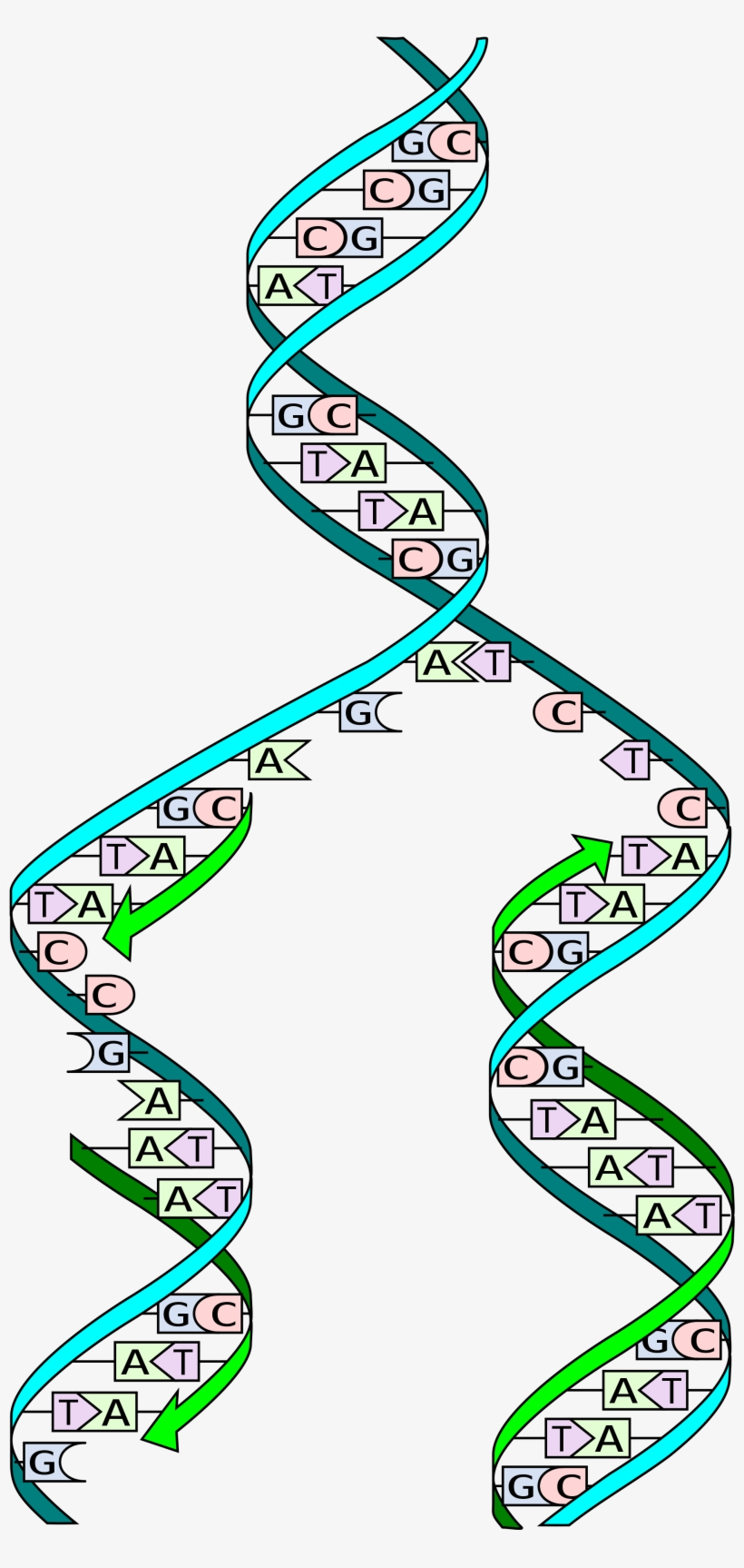 Unwound Dna Duplex - Dna Replication PNG Image | Transparent PNG Free ...
