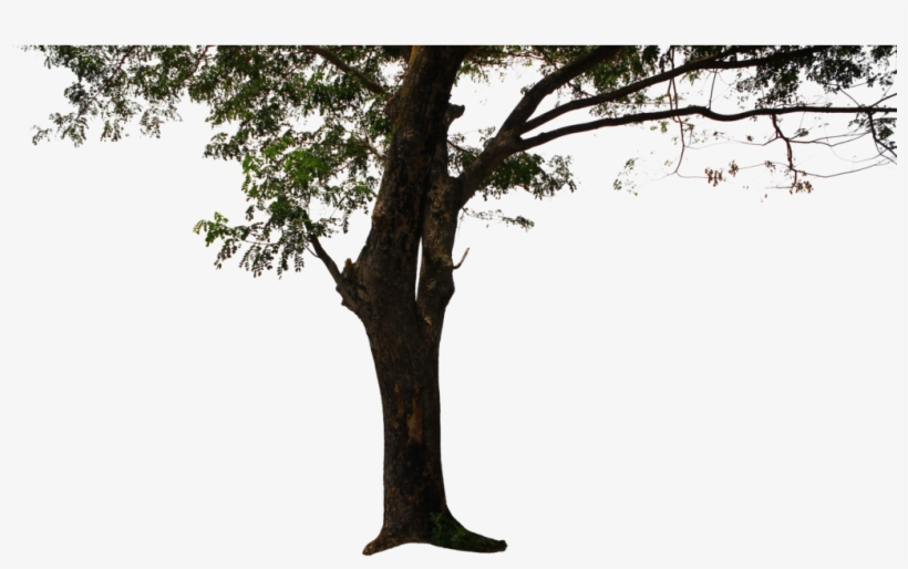 Tree Png Background - Trunk Of A Tree Png PNG Image | Transparent PNG ...