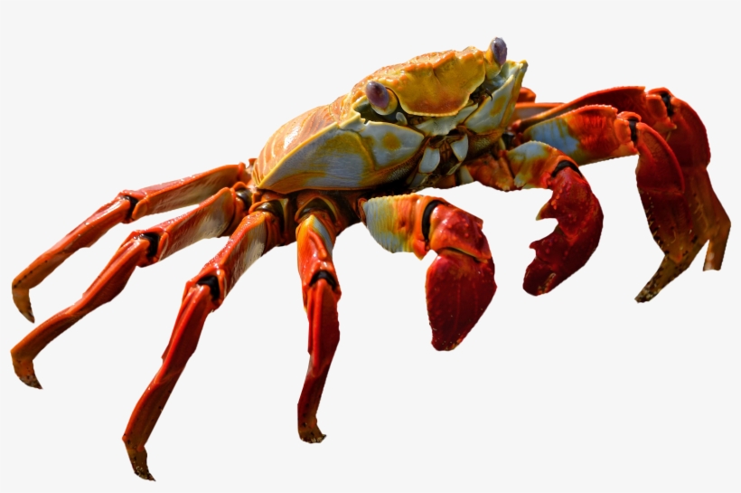 Crab Transparent Png Graphic - Transparent Background Crab Png PNG ...