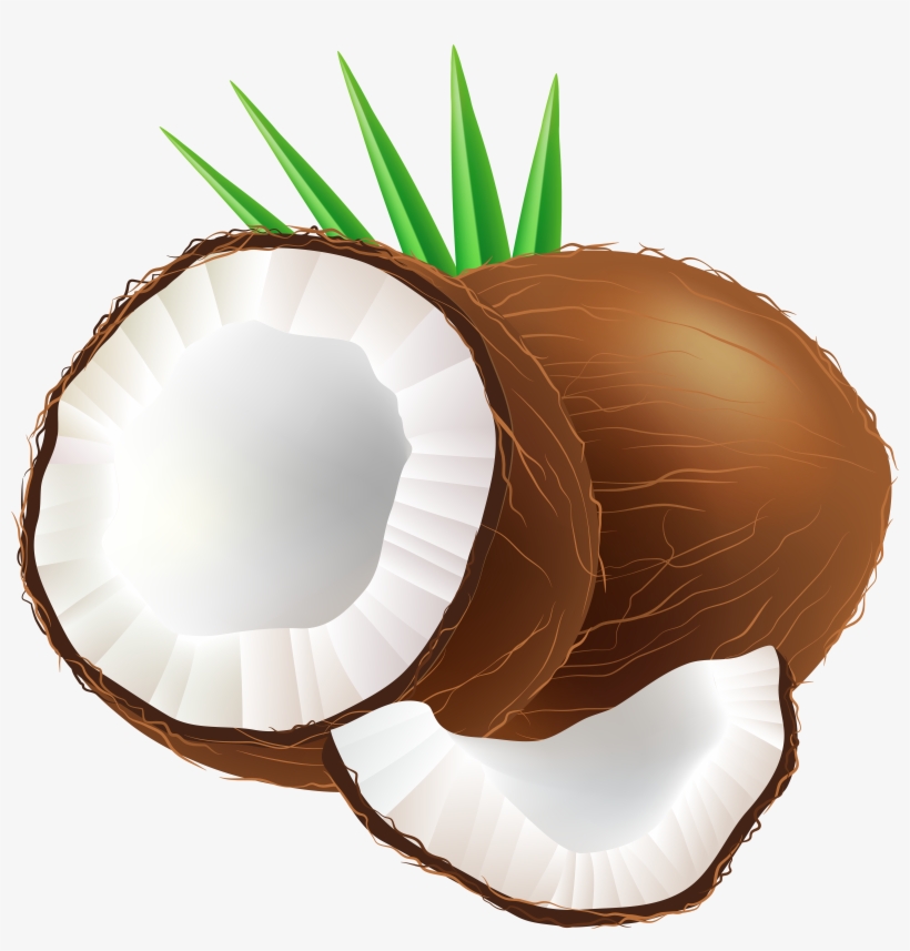 Coconut Png Clip Art PNG Image | Transparent PNG Free Download on SeekPNG