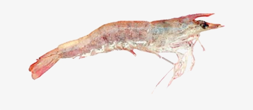 Frenchy's Key West Shrimp - Litopenaeus Setiferus PNG Image ...