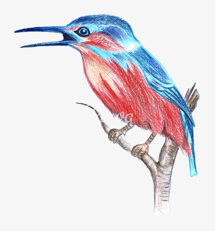 Small Bird Drawing At Getdrawings - Bird Sitting On A Branch Drawing ...