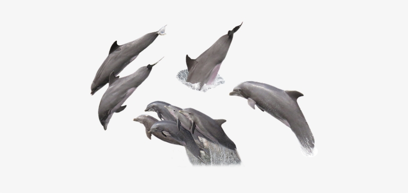 Dolphins Pinball Isolated Sea Mammal Meere - Delfines Png PNG Image ...