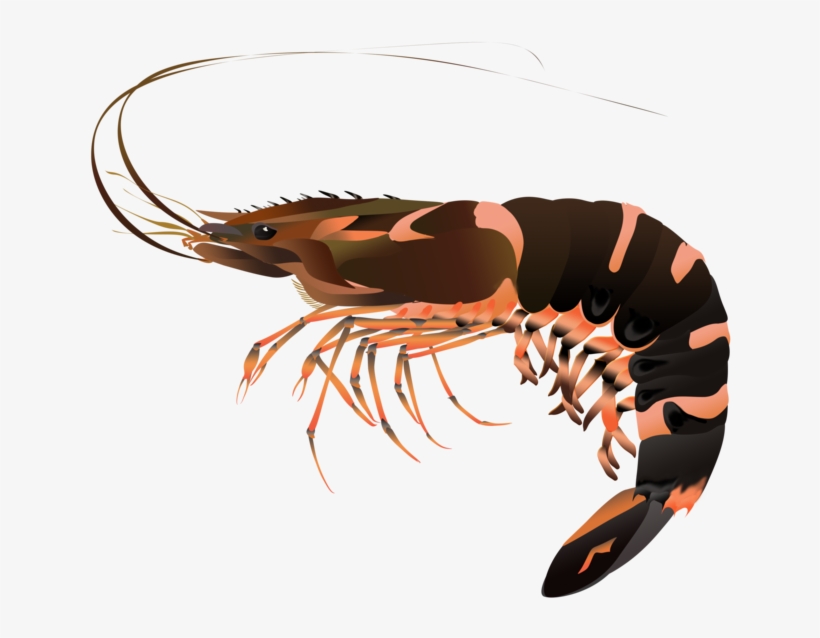 Tiger Prawn Trans PNG Image | Transparent PNG Free Download on SeekPNG