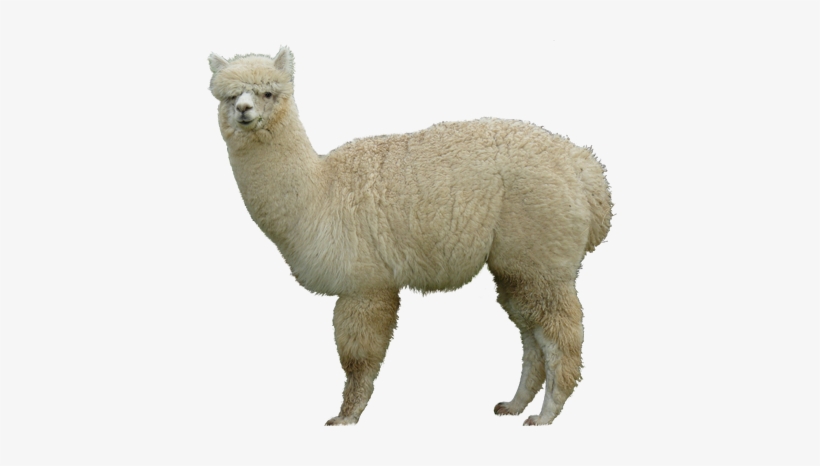 Download About Alpacas Health And - Alpaca Png | Transparent PNG ...
