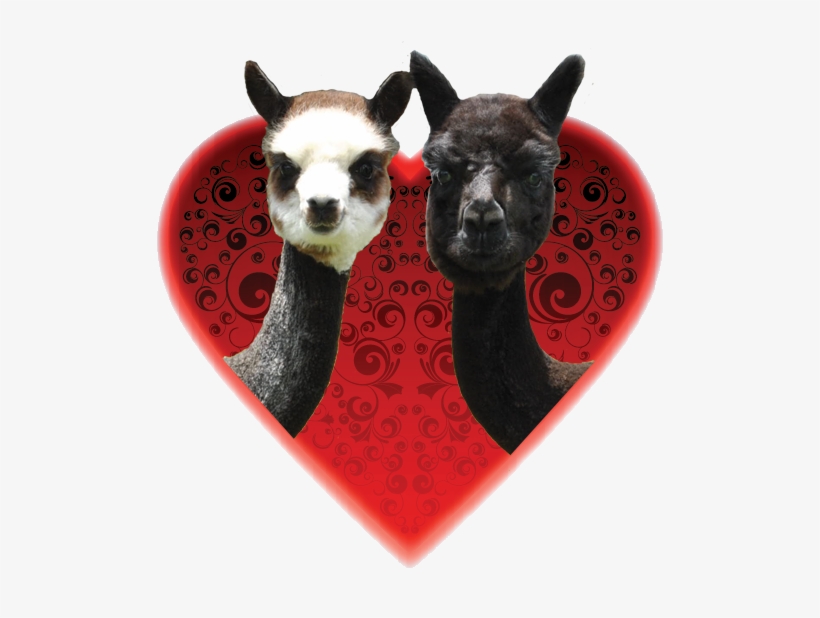 Valentines Day Alpaca - Alpaca Valentines Day PNG Image | Transparent ...