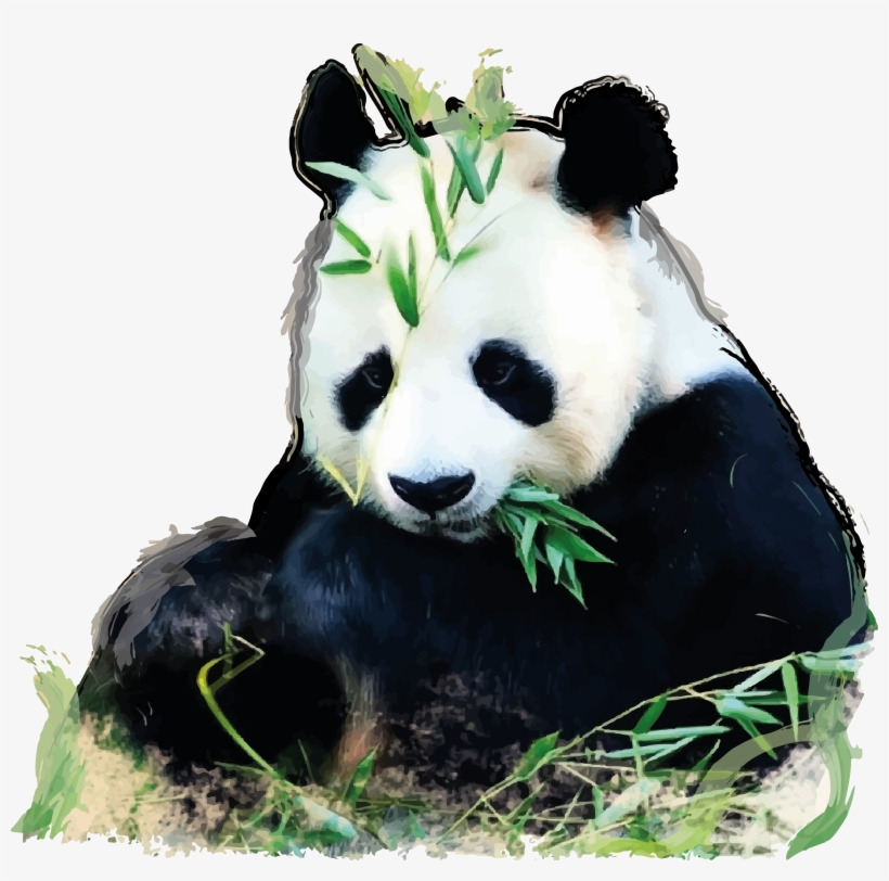 Giant Pandas Live In Central China In Some Mountain - Panda Herbivore ...