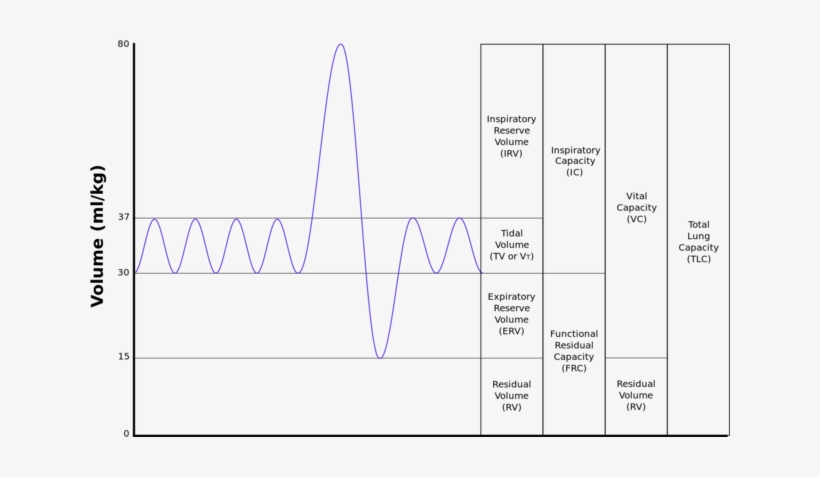 320 × 198 Pixels - Lung Volume Vs Time PNG Image | Transparent PNG Free ...