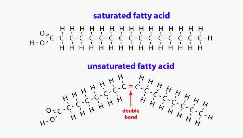 Fatty Acid PNG Image | Transparent PNG Free Download on SeekPNG
