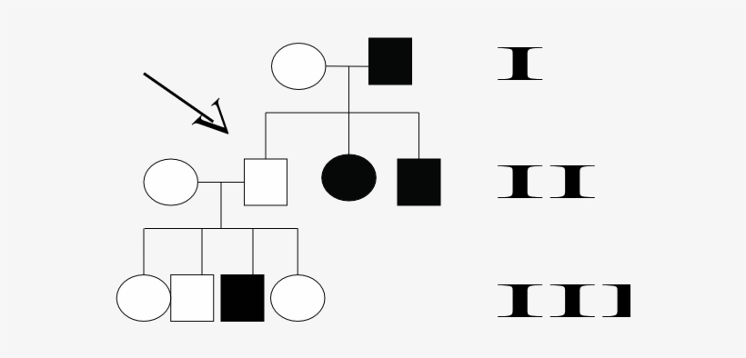 Download Pedigree Chart - Circle | Transparent PNG Download | SeekPNG