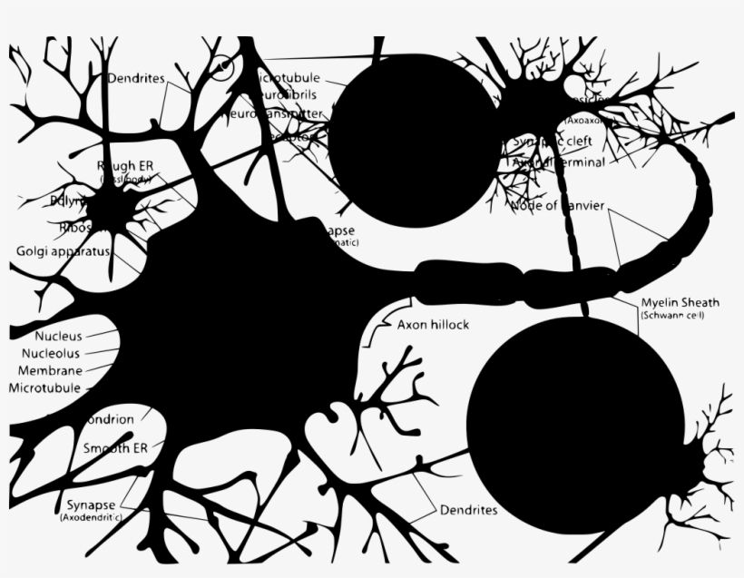 Download Png - Cyton In Nervous Tissue PNG Image | Transparent PNG Free ...