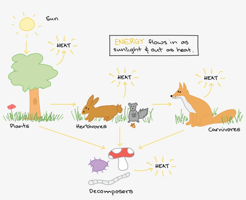 Process Of Ecosystem Which Are Affected PNG Image | Transparent PNG ...