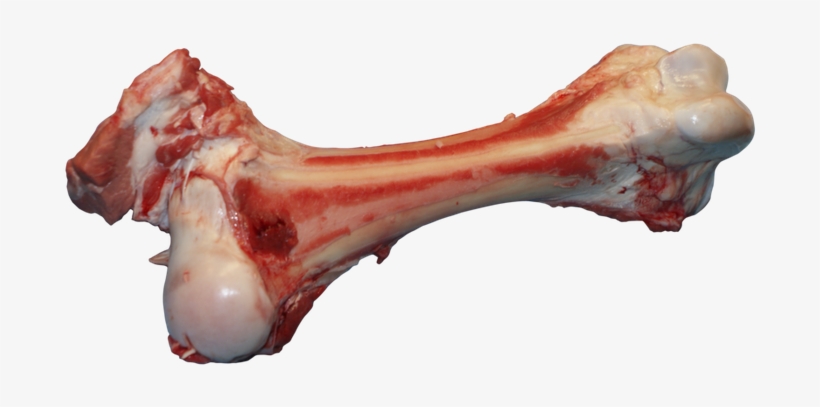 Bone Png - Meat Bones Png PNG Image | Transparent PNG Free Download on ...