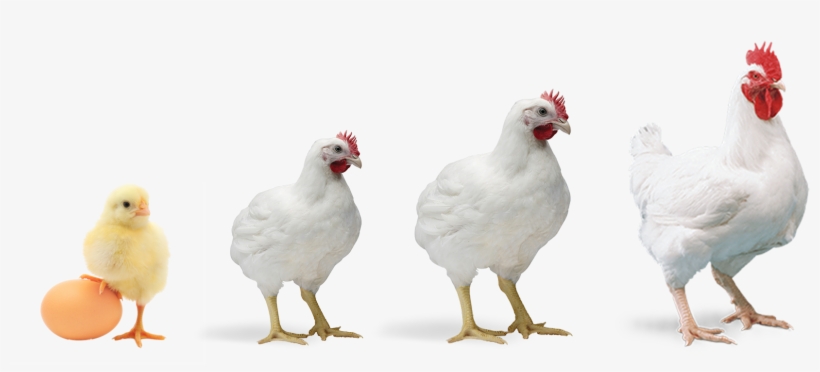 Broiler Chicken Png PNG Images | PNG Cliparts Free Download on SeekPNG