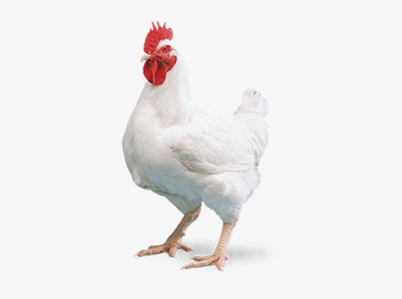 Cobb - Broiler Chicken PNG Image | Transparent PNG Free Download on SeekPNG