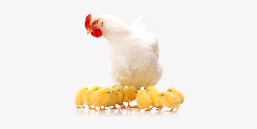 Layer Hen Rearinglayer Hen Rearing - Layer Hen PNG Image | Transparent ...