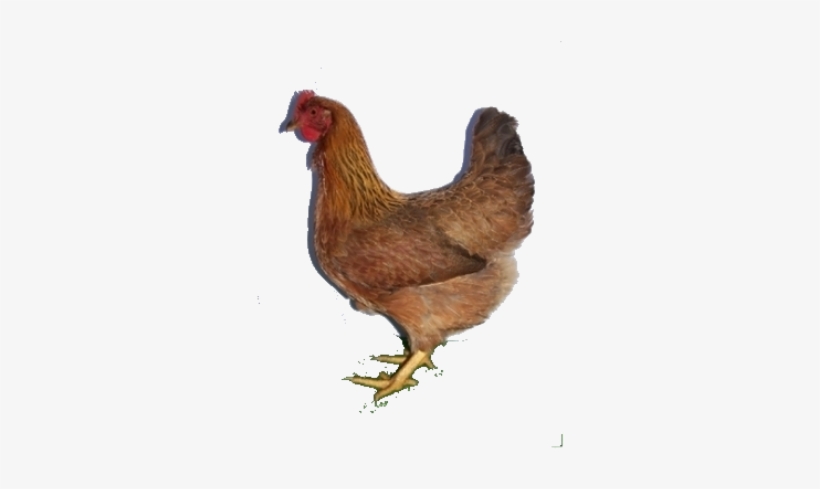 Indigenous Broilers - Vantress Chicken PNG Image | Transparent PNG Free ...
