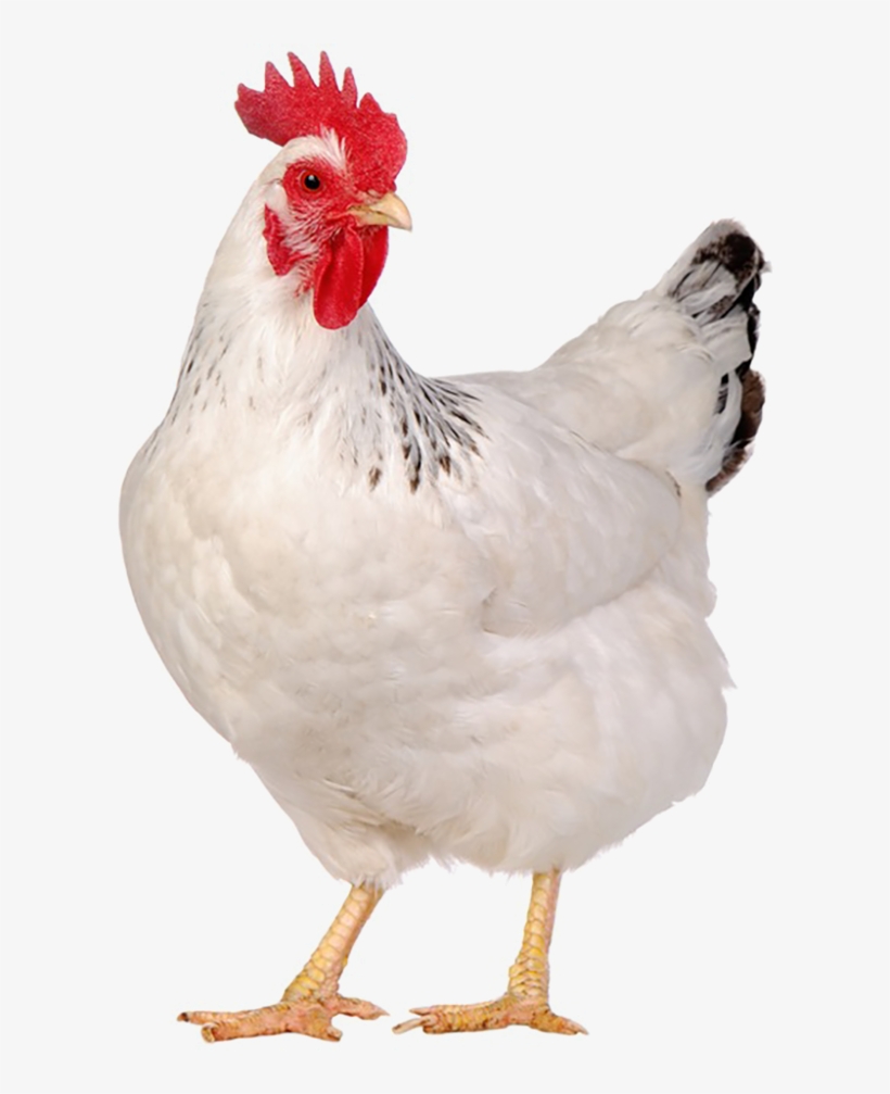 Live Chicken 1kg - Chicken Animal PNG Image | Transparent PNG Free ...
