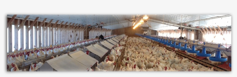 Welcome - International Poultry Farm PNG Image | Transparent PNG Free ...