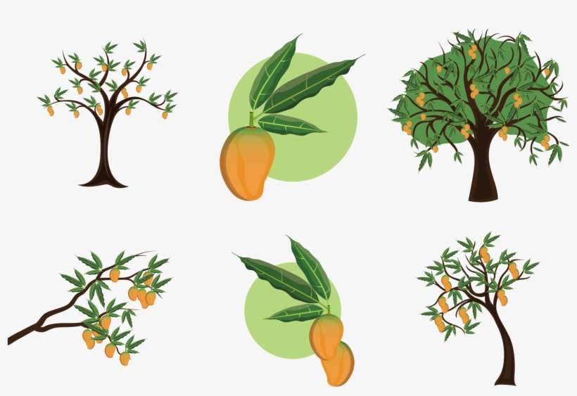 Mangifera Indica Mango Tree Clip Art - Mango Tree Illustration Free PNG ...