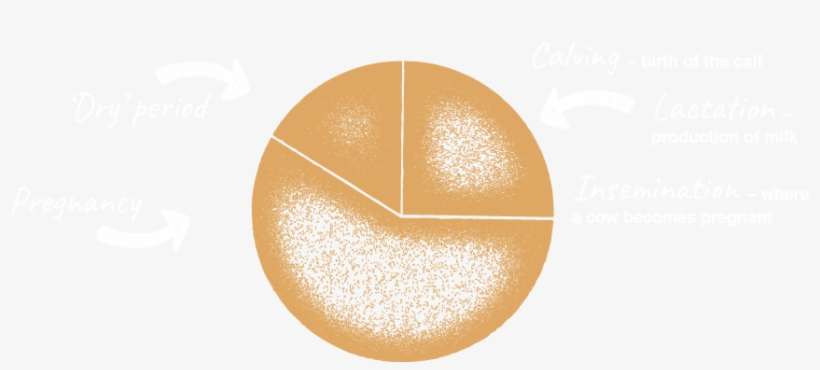 Download This Chart Represents A One Year Period - Circle | Transparent ...