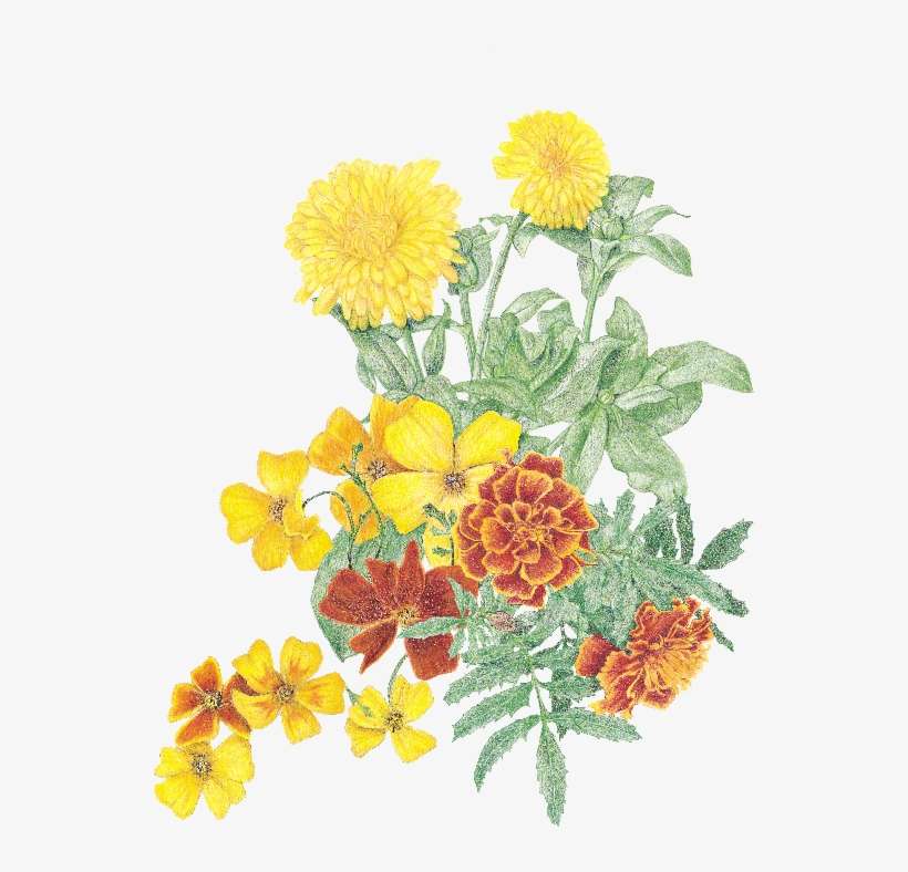 Marigolds Transparent PNG Image | Transparent PNG Free Download on SeekPNG