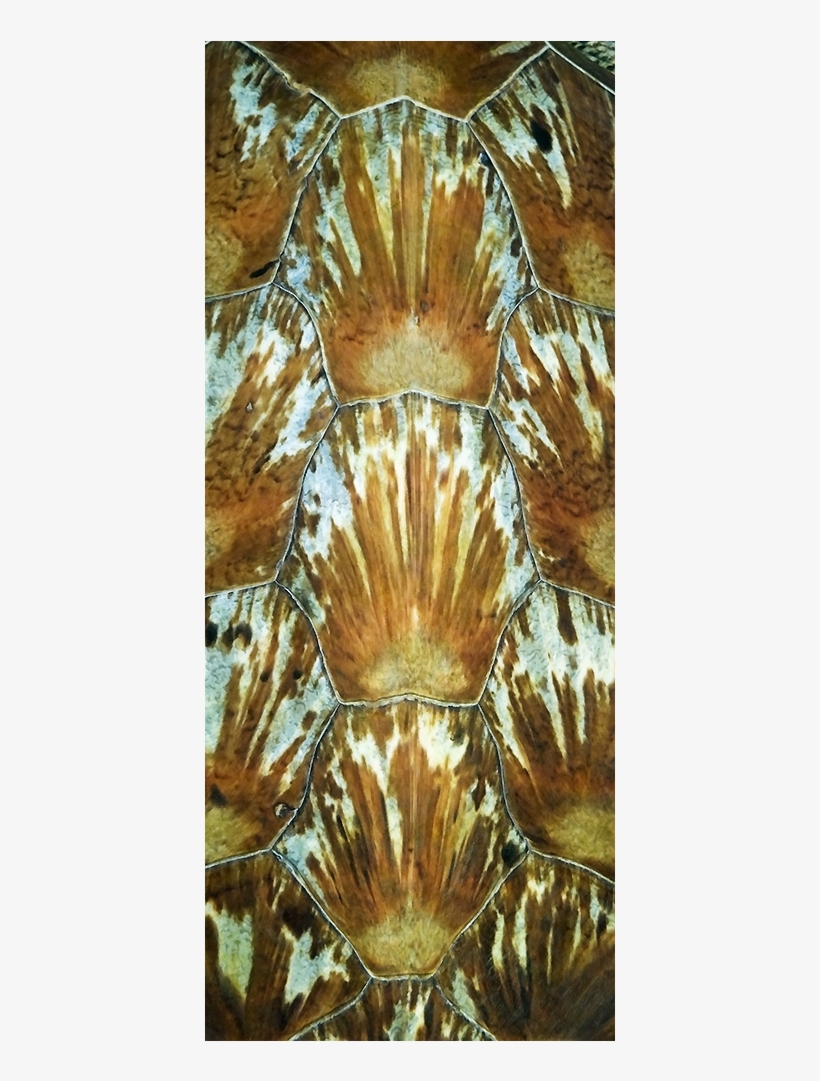 Download Turtle Shell - Lampshade | Transparent PNG Download | SeekPNG