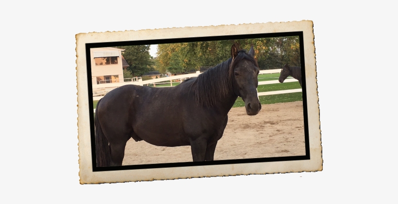 Jake - Jake Paul PNG Image | Transparent PNG Free Download on SeekPNG