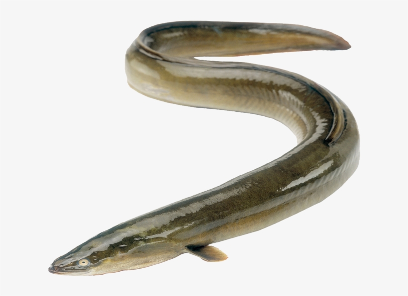 Download Transparent Eel Full Grown Jpg Free Stock - Vilangu Fish ...
