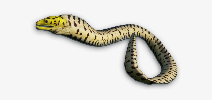 Moray Eel Clipart