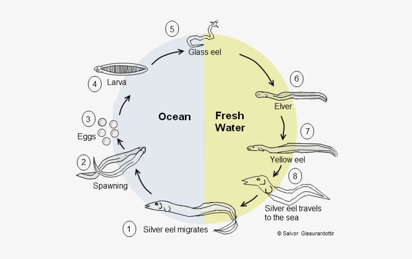 Life Stages For The American Eel - Eel Life Cycle Uk PNG Image ...