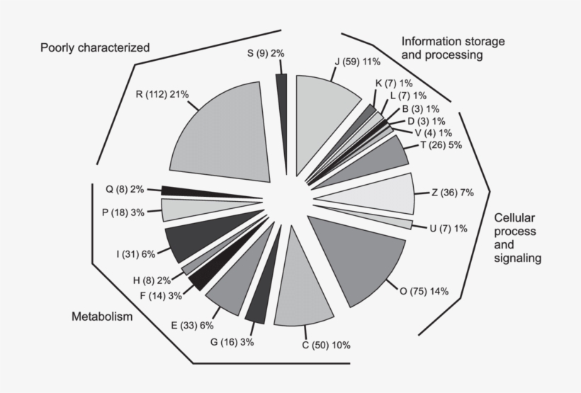 Functional Classification Of The R - Diagram PNG Image | Transparent ...