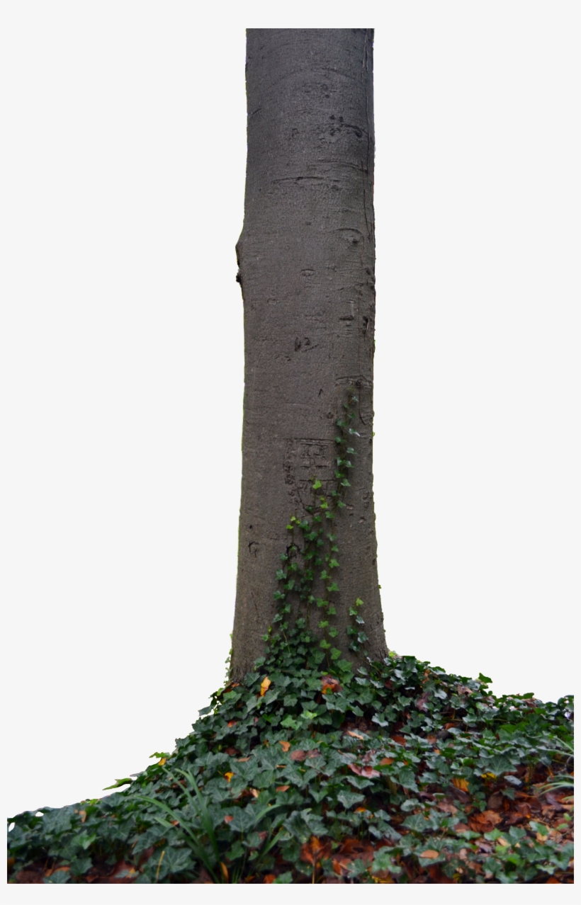 Trunk PNG Image | Transparent PNG Free Download on SeekPNG