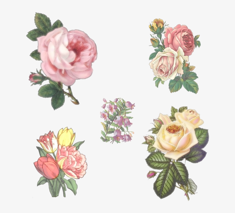 Bellflower Png Transparent Images - Pink Rose Transparent Background ...