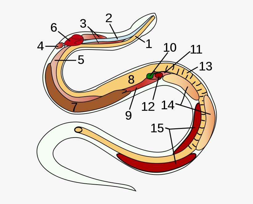 Anatomy Of A Snake - Snake's Heart PNG Image | Transparent PNG Free ...