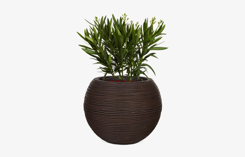 Capi Nature Rib - Flowerpot PNG Image | Transparent PNG Free Download ...