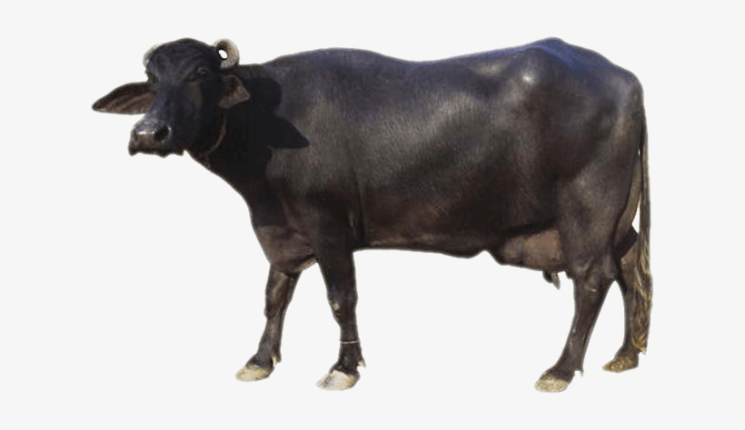 Sourced From Indian Buffalo Breeds - Bull Png PNG Image | Transparent ...