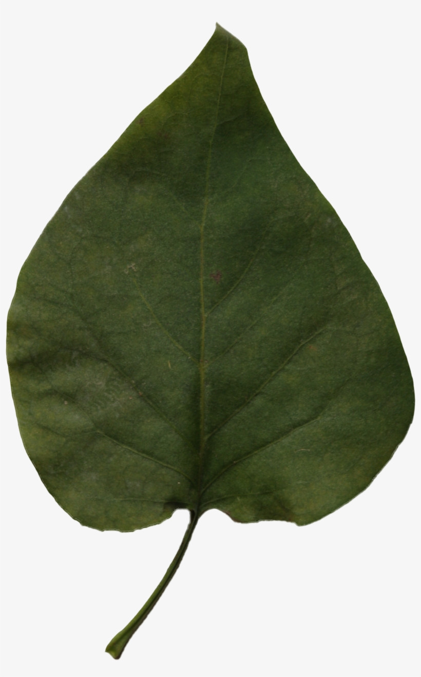 Small Leaf - Leaf Png PNG Image | Transparent PNG Free Download on SeekPNG