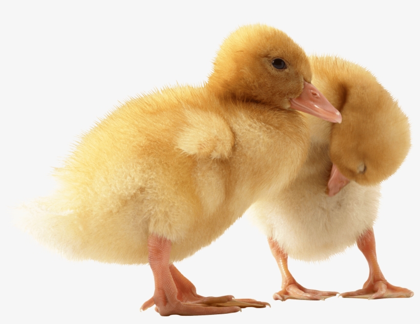 Animals - Small Duck Png PNG Image | Transparent PNG Free Download on ...