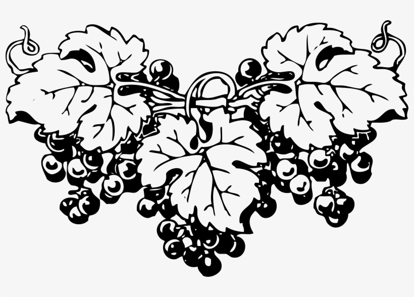 28 Collection Of Grape Drawing Png - Grapes Png Black And White PNG ...