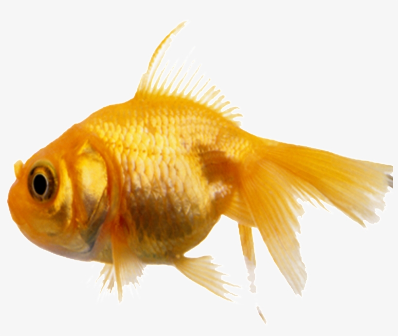 Aesthetically Beautiful Small Fish Static Png - Goldfish PNG Image ...