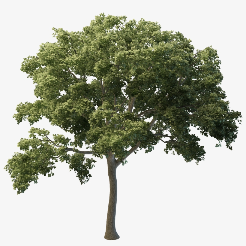 Free 3d Tree Object PNG Image With Transparent Background, 40% OFF