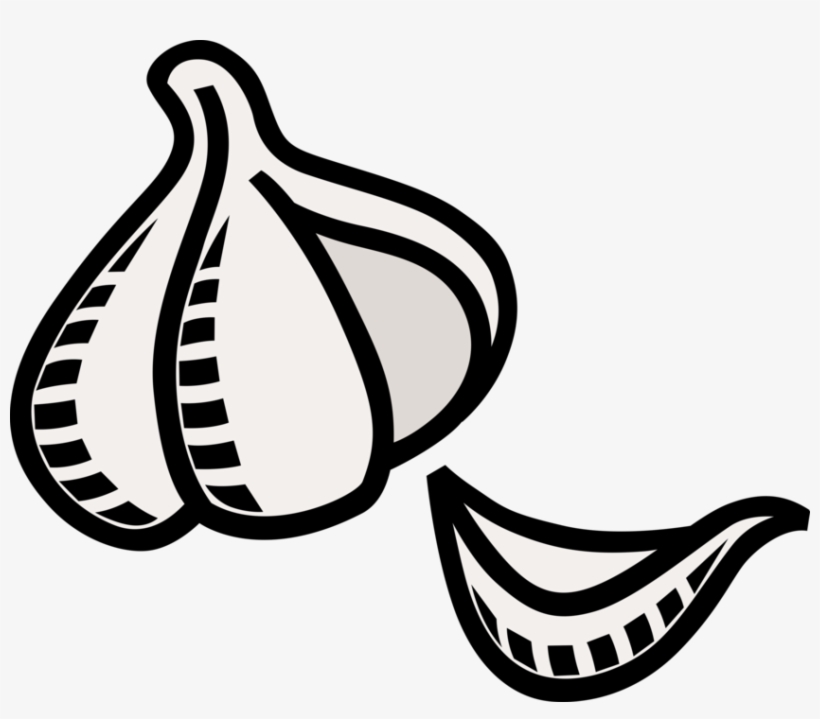 Vector Illustration Of Edible Pungent Culinary Bulb - Garlic PNG Image ...