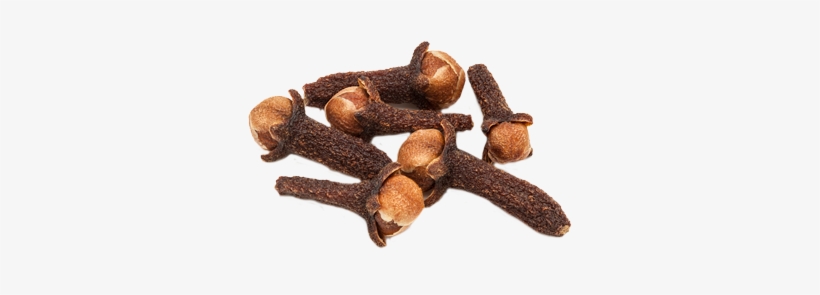Clove - Clou De Girofle PNG Image | Transparent PNG Free Download on ...