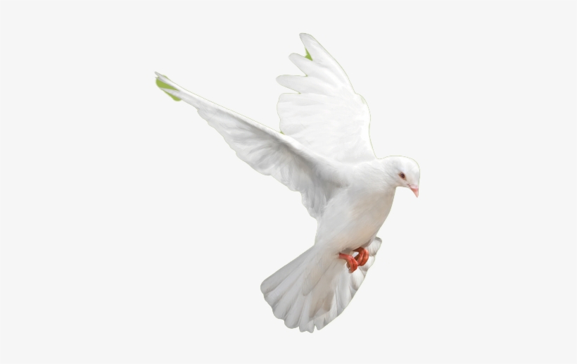 Hvid Due PNG Image | Transparent PNG Free Download on SeekPNG