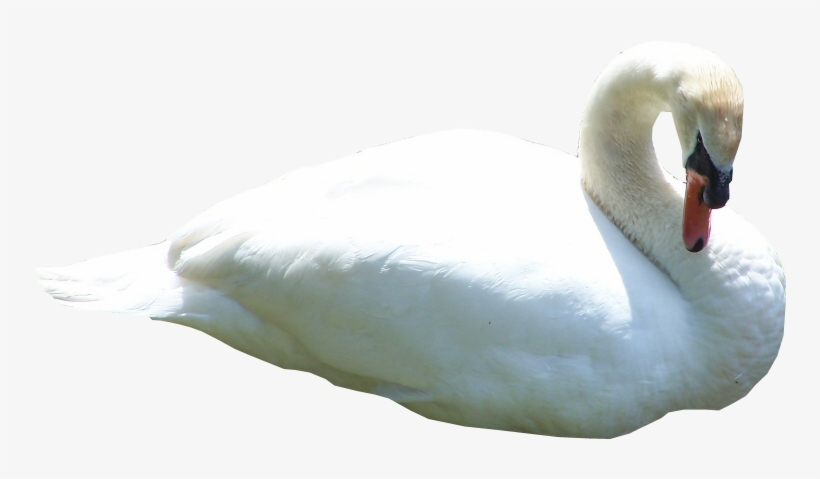 Swan Transparent Background - Transparent Swan PNG Image | Transparent ...