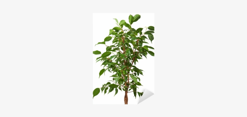Pipal Tree PNG Image | Transparent PNG Free Download on SeekPNG