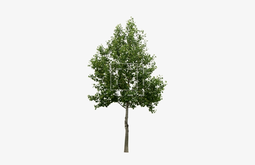 Ie Tree Cutout - Tree Cut Out Png PNG Image | Transparent PNG Free ...