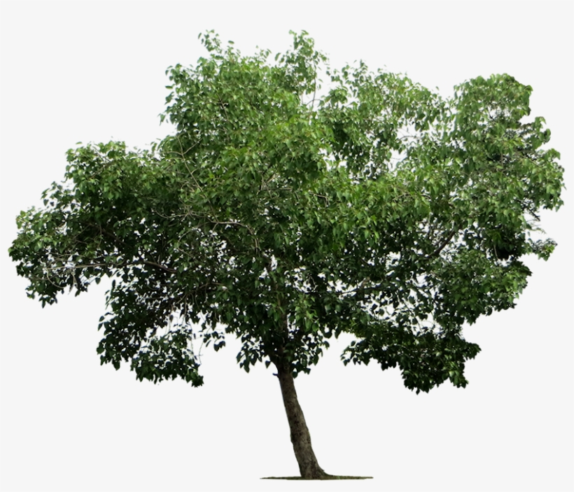 Medium Tree - Free Tree PNG Image | Transparent PNG Free Download on ...
